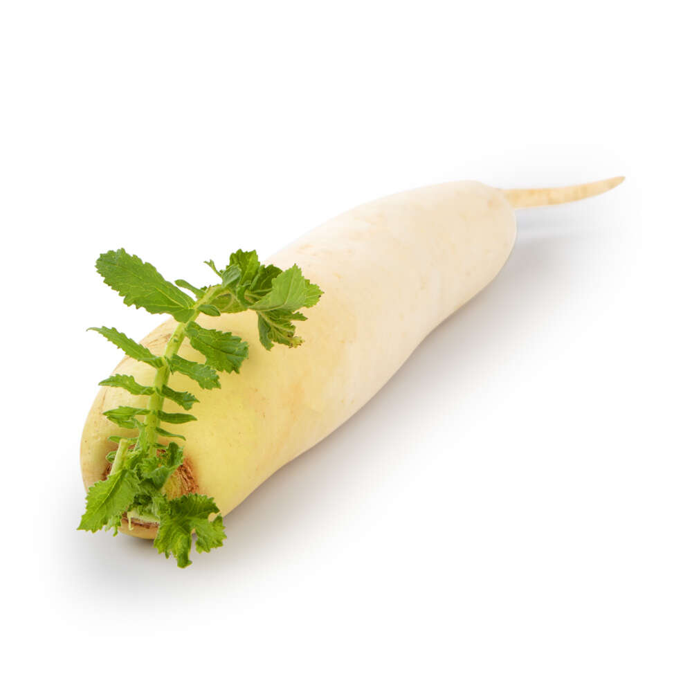 Nabo Japonês - Zona Sul